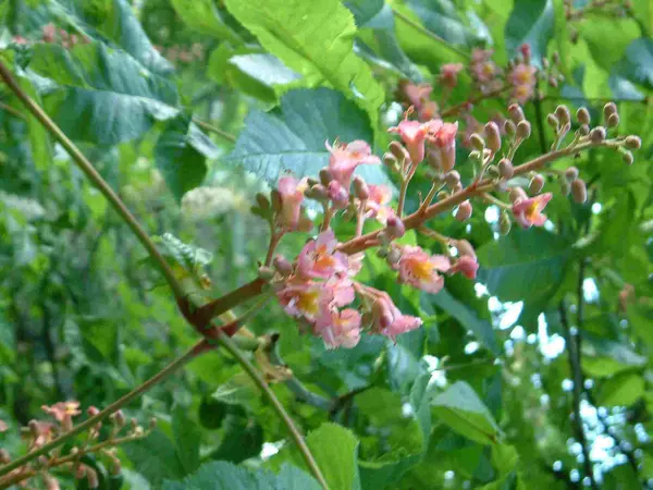 23) Aesculus carnea – Jírovec červený - Velké Březno